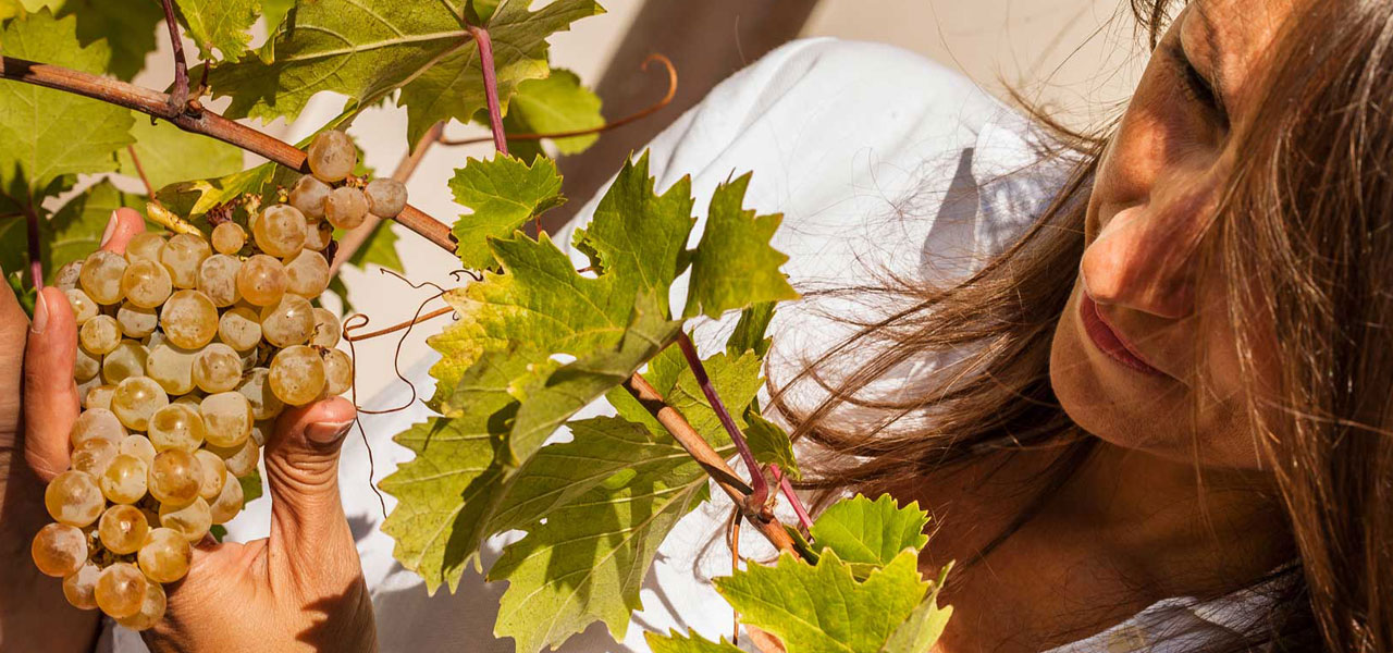 酒云网-与百万发烧友一起淘酒